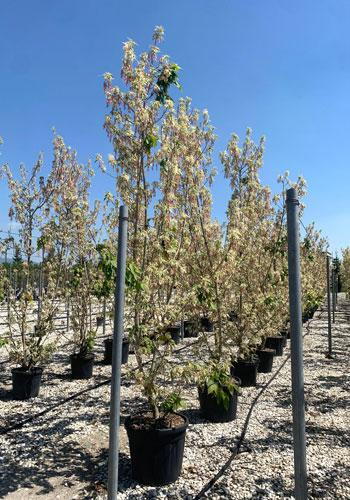 Acer Negundo Flamingo. Variegated Box Elder for Sale UK