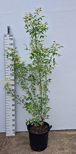 Acer Negundo Flamingo. Variegated Box Elder for Sale UK