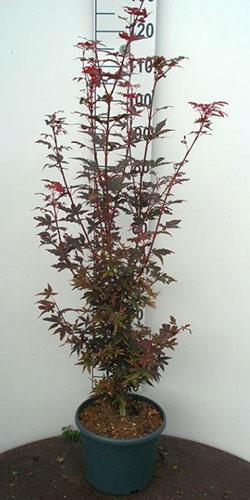 Acer Palmatum Little Red. Japanese Maple Little Red