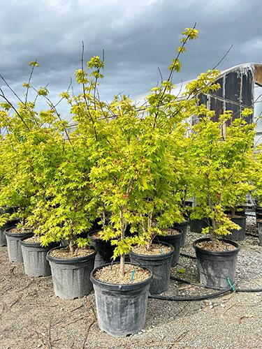 Acer Palmatum Summer Gold. Japanese Maple Summer Gold