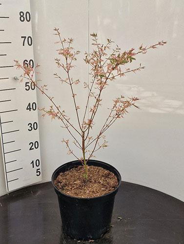 Acer Palmatum Taylor. Japanese Maple Taylor for Sale Online
