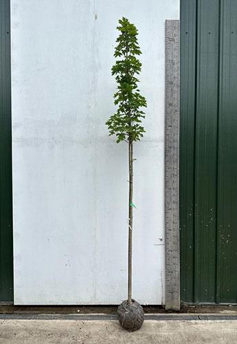 Acer Platanoides Columnare Norway Maple Columnare for Sale
