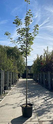 Acer Platanoides Emerald Queen Norway Maple Emerald Queen