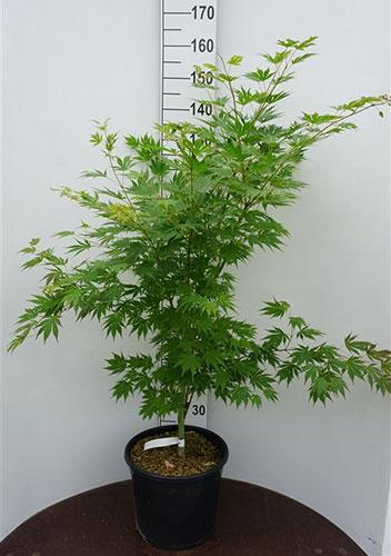 Acer Pseudosieboldianum Arctic Jade False Siebolds Maple