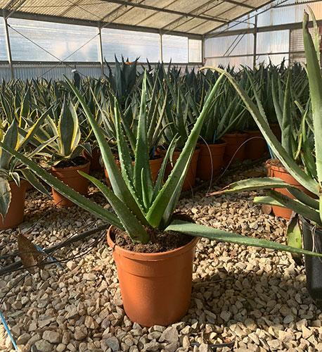 Hardy Aloe Vera Plant Buy Online UK. Barbados Aloe Succulent