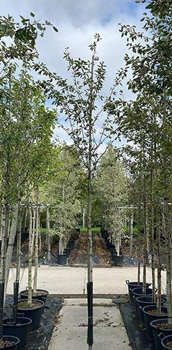 Amelanchier Grandiflora Ballerina. Ballerina Tree for Sale