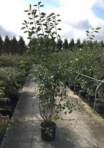 Amelanchier Lamarckii. Snowy Mespilus Trees and Shrubs UK.