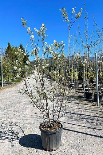 Amelanchier Lamarckii. Snowy Mespilus Trees and Shrubs UK.