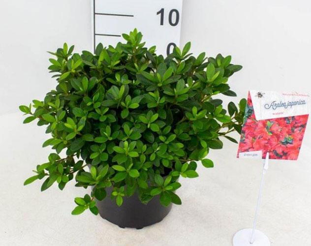 Azalea Arabesk. Profuse red flowers Nice compact bushy shape