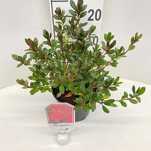 Azalea Arabesk. Profuse red flowers Nice compact bushy shape