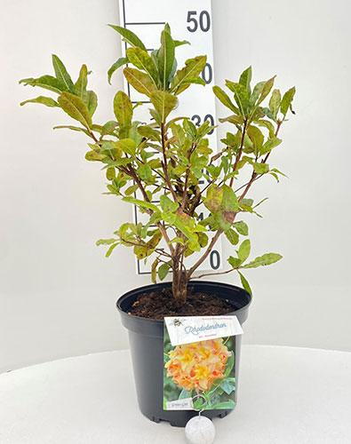 Azalea Mollis Anneke Azalea Anneke Yellow Flowering Azalea