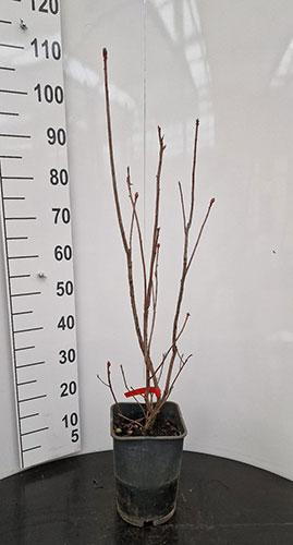 Mature Azalea Royal Command. Exbury Azalea to buy Online UK