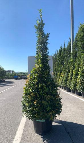 Bay Tree Topiary. Pyramid Bay Trees. Topiary Bay Cones UK