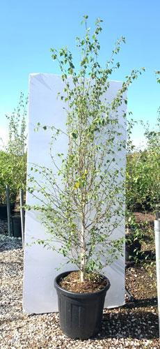 Betula Jacquemontii Multi Stem White Stemmed Birch Trees UK