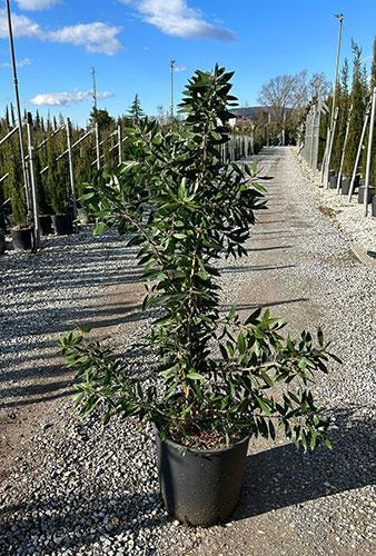 Callistemon Laevis Scarlet Bottlebrush Callistemon Rugulosus