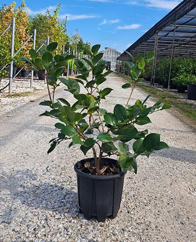 Camellia Japonica Roma Risorta Evergreen Shrub. Buy UK