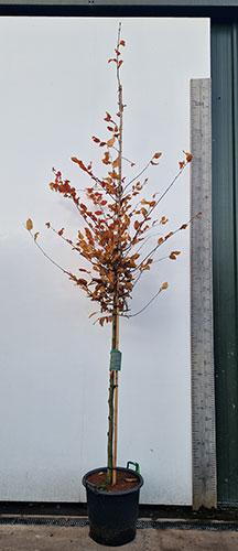 Carpinus Betulus Rockhampton Red Hornbeam Tree (or Lochglow)