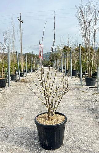 Cercis canadensis Royal White, White Eastern Redbud Tree UK
