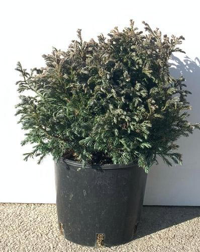 Chamaecyparis Pisifera Boulevard Bush Conifer. Conical Shaped Plant