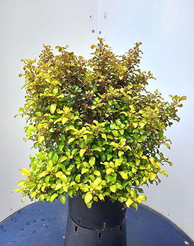 Coprosma Repens Pina Colada. Looking Glass Plant Buy Online