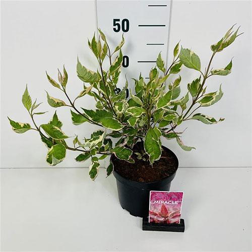 Cornus Alba Miracle Red-Barked Dogwood Miracle for Sale UK