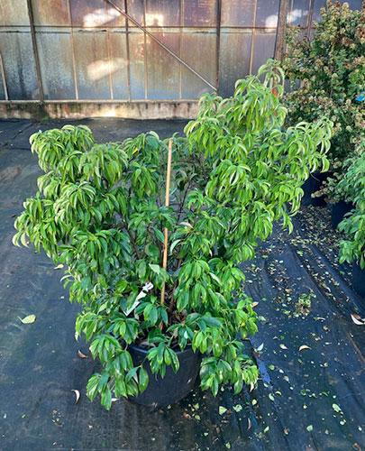 Cornus Angustata Empress of China Dogwood Empress of China