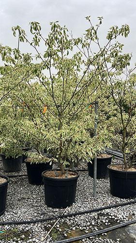 Cornus Controversa Variegata. Wedding Cake Tree. Buy Online.