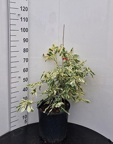 Cornus Controversa Variegata. Wedding Cake Tree. Buy Online.
