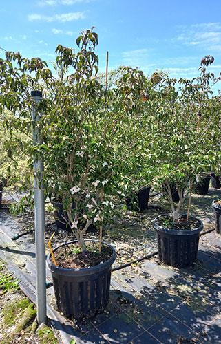 Cornus Kousa Mount Fuji Japanese Dogwood Mount Fuji