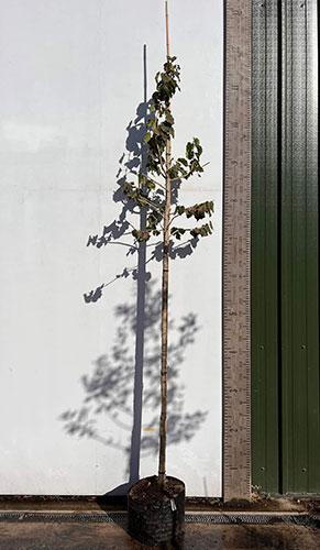 Corylus Colurna Turkish Hazel Multi Stem Mature Trees Online