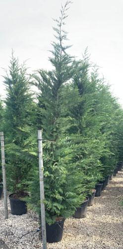 Leylandii Trees. Cupressus Leylandii. Leyland Cypress Hedging