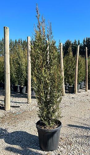 Cupressus Sempervirens Agrimed Italian Cypress Agrimed
