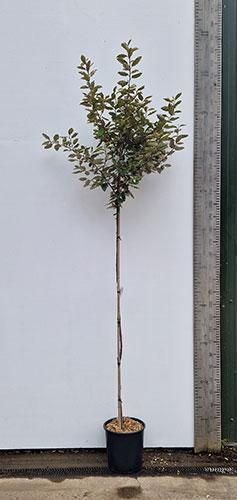 Full Standard Eleagnus Ebbingei Trees. Oleaster Trees Online