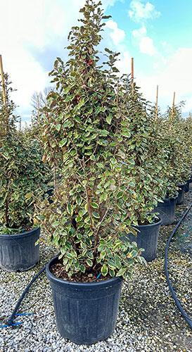 Elaeagnus Ebbingei Viveleg Oleaster Viveleg for Sale Onlne