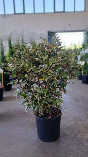 Elaeagnus Ebbingei Viveleg Oleaster Viveleg for Sale Onlne