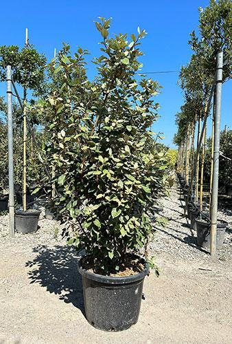 Elaeagnus Ebbingei Compacta Oleaster Compacta Hedging