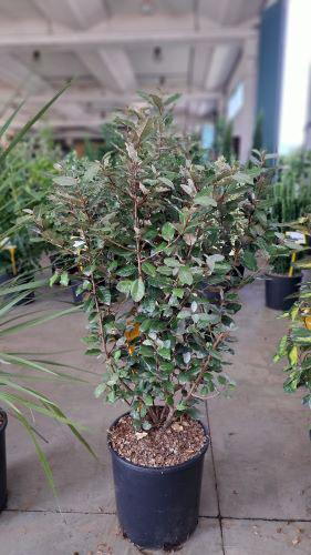 Elaeagnus Ebbingei Compacta Oleaster Compacta Hedging