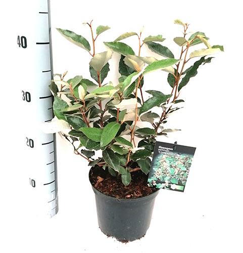 Elaeagnus Ebbingei Compacta Oleaster Compacta Hedging