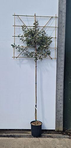 Eleagnus X Ebbingei Espalier Frame Half Standard Trees buy UK