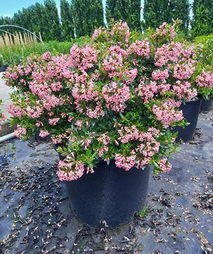 Escallonia Showstopper Low-Growing Evergreen Shrub for Sale