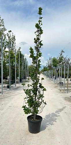 Fagus Sylvatica Dawyck, Fastigiate Beech Trees Buy Online UK