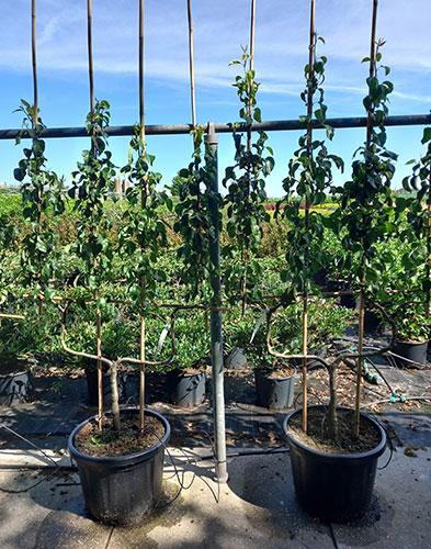 Fan Trained Conference Pear Tree. Pyrus Communis Conference