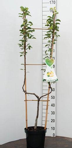 Fan Trained Conference Pear Tree. Pyrus Communis Conference