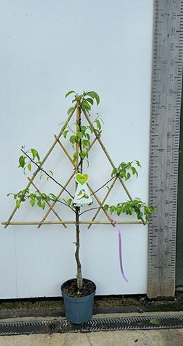 Fan Trained Conference Pear Tree. Pyrus Communis Conference