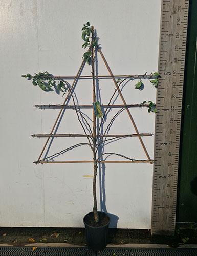 Fan Trained Conference Pear Tree. Pyrus Communis Conference