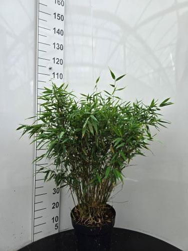 Fargesia Murielae Simba Fargesia Simba Umbrella Bamboo Simba