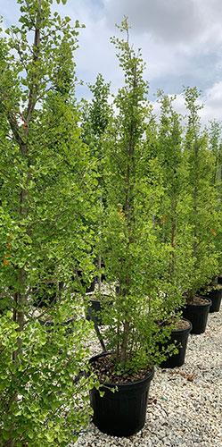 Ginkgo Biloba Pyramidalis Maidenhair Tree Pyramidalis