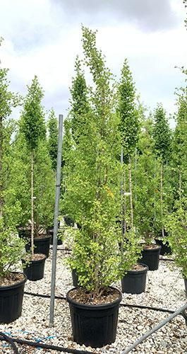 Ginkgo Biloba Pyramidalis Maidenhair Tree Pyramidalis