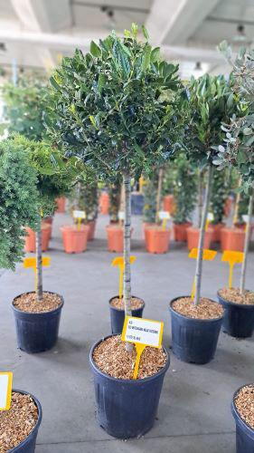 Holly Topiary Tree Online UK. Ilex Nellie Stevens Trees