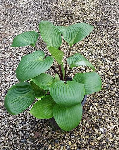 Hosta Plantain Lily. Hosta Halcyon. Variegated Hosta Francee